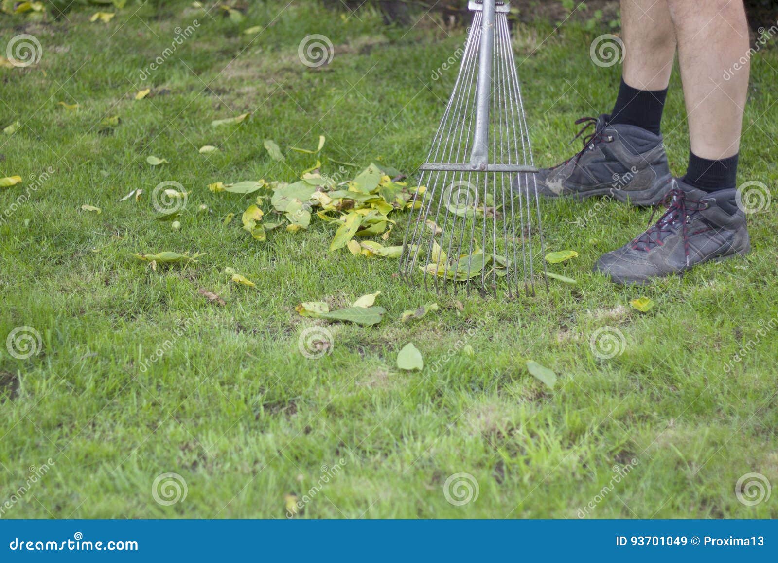 Process of Cleansing the Lawn from Fallen Leaves with Rakes Stock Image ...