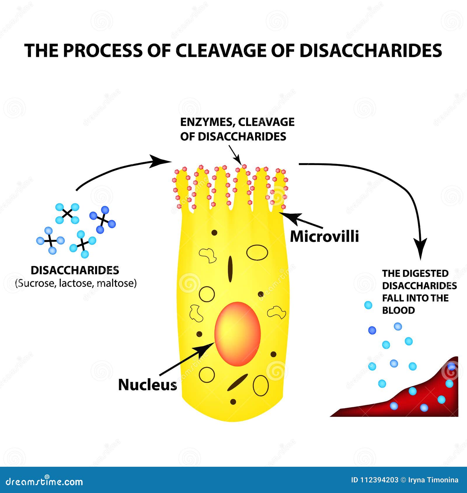The Process of Cleavage of Disaccharides. Structure of the Enterocyte ...