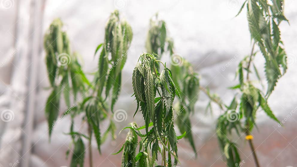 The Process of Cloning a Marijuana Plant. Cannonis Cloning Issues Stock ...