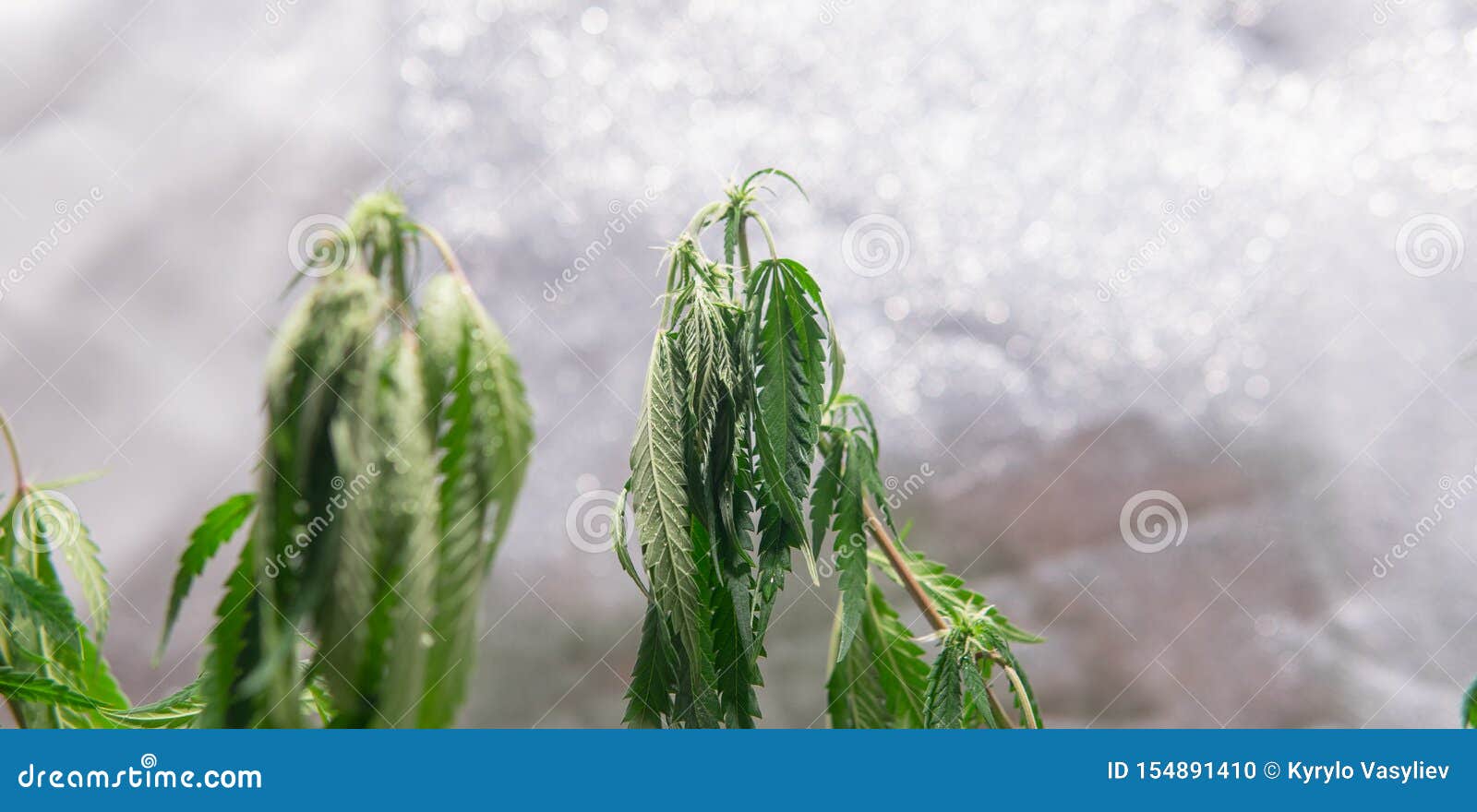 The Process of Cloning a Marijuana Plant. Rules for Transplanting and ...