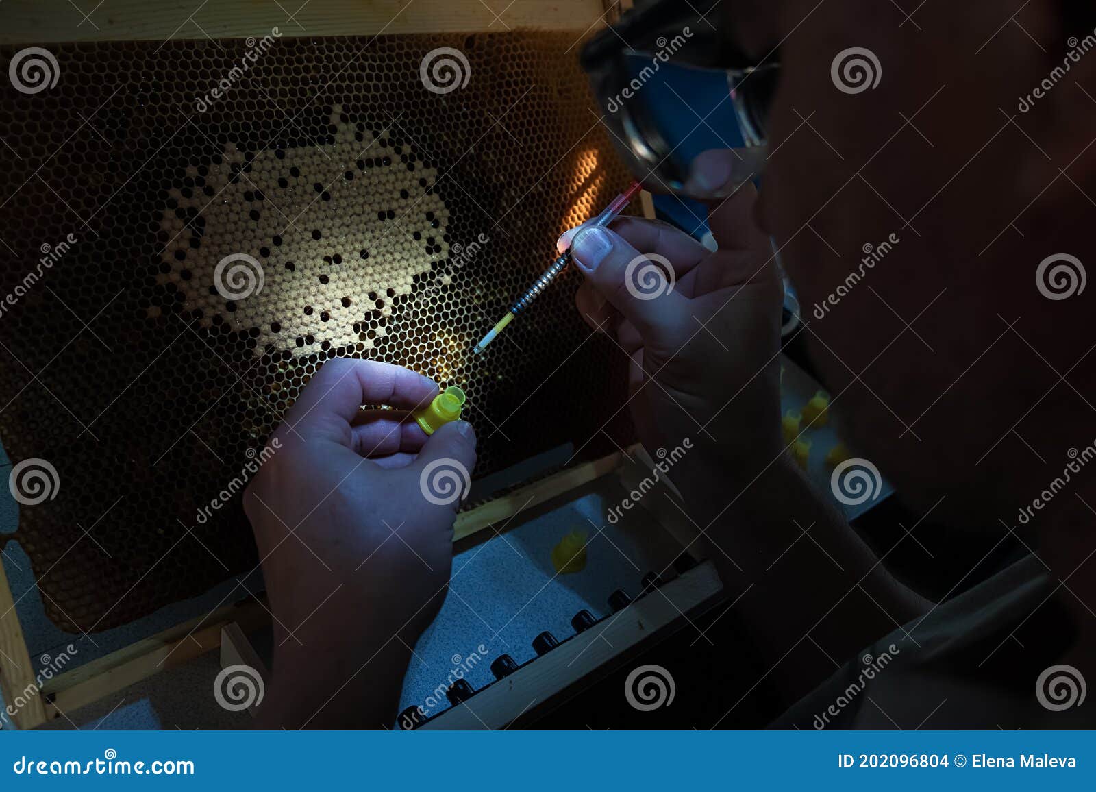 The Process of Collecting Bee Larvae with a Spatula. Stock Photo ...