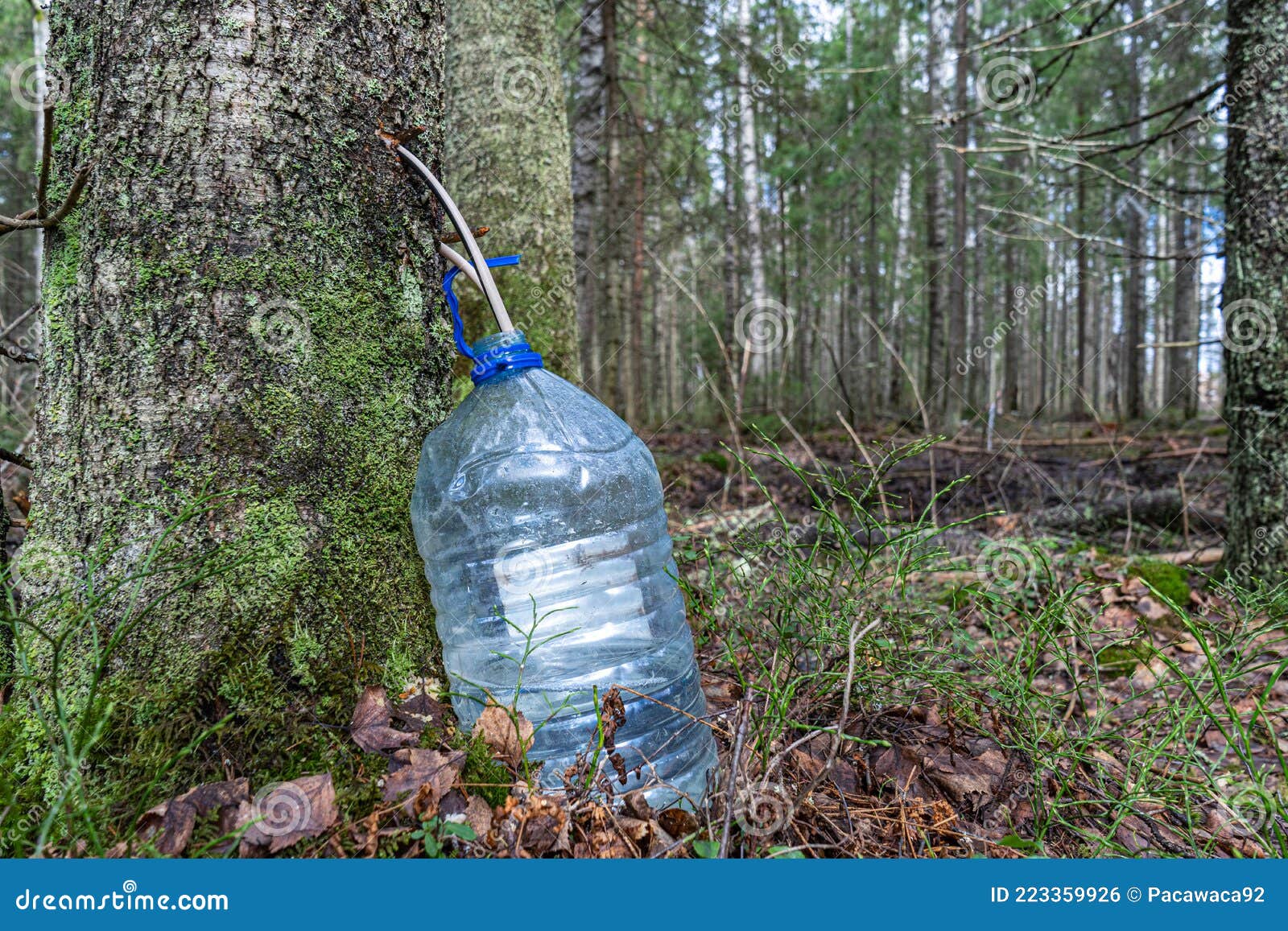 The Process of Collecting Birch Sap in a Plastic Bottle. Harvesting of ...