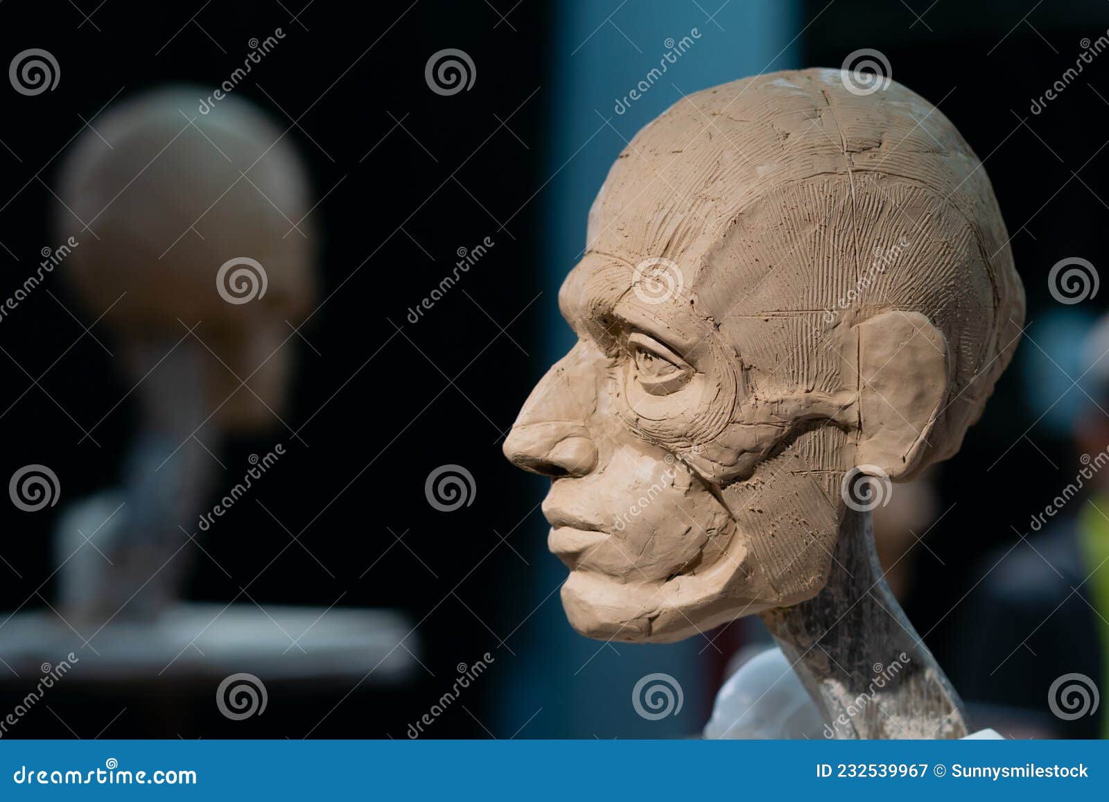 The Process of Creating Ecorche. the Sculptor is Working Stock Image ...