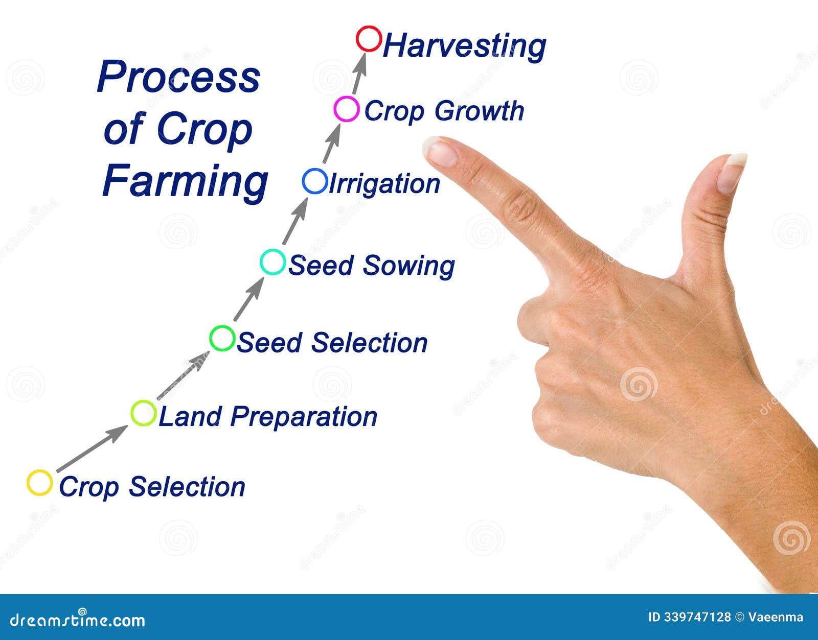 Process of Crop Farming stock photo. Image of fertilizing - 339747128