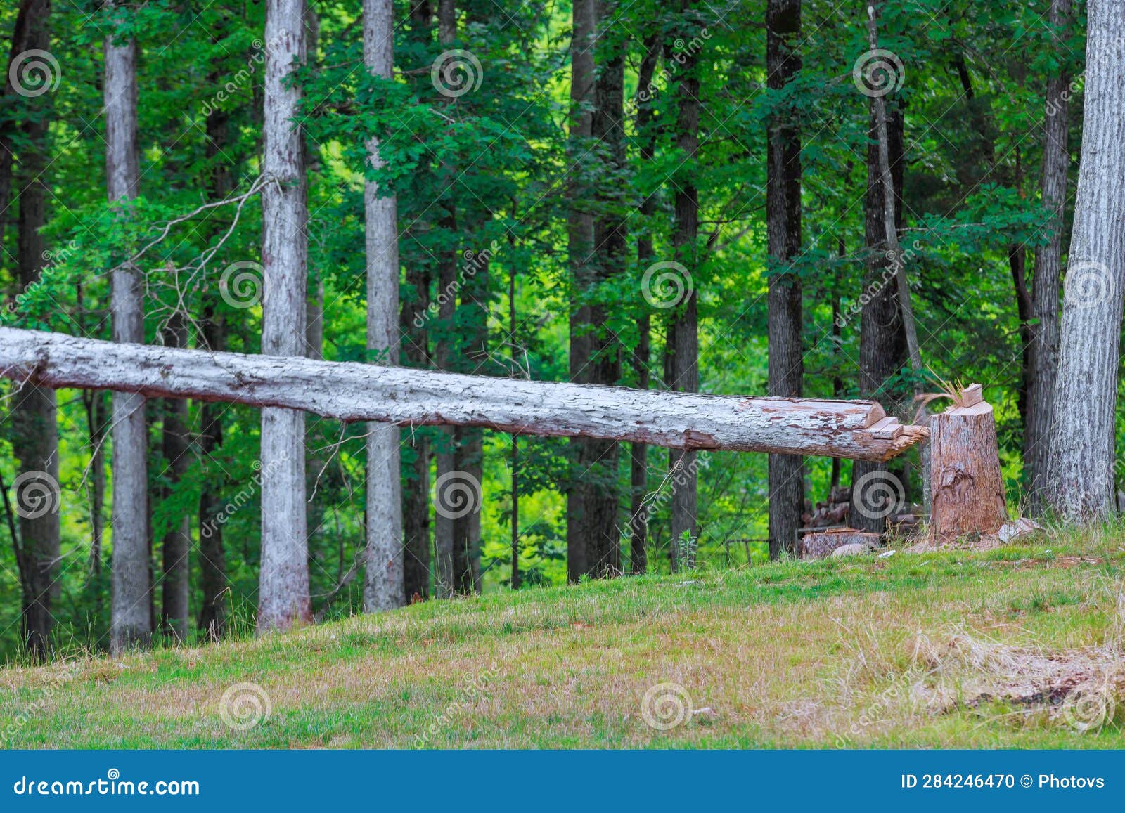 During Process of Cutting Down Tree by Woodcutter, a Tree Falls Stock ...