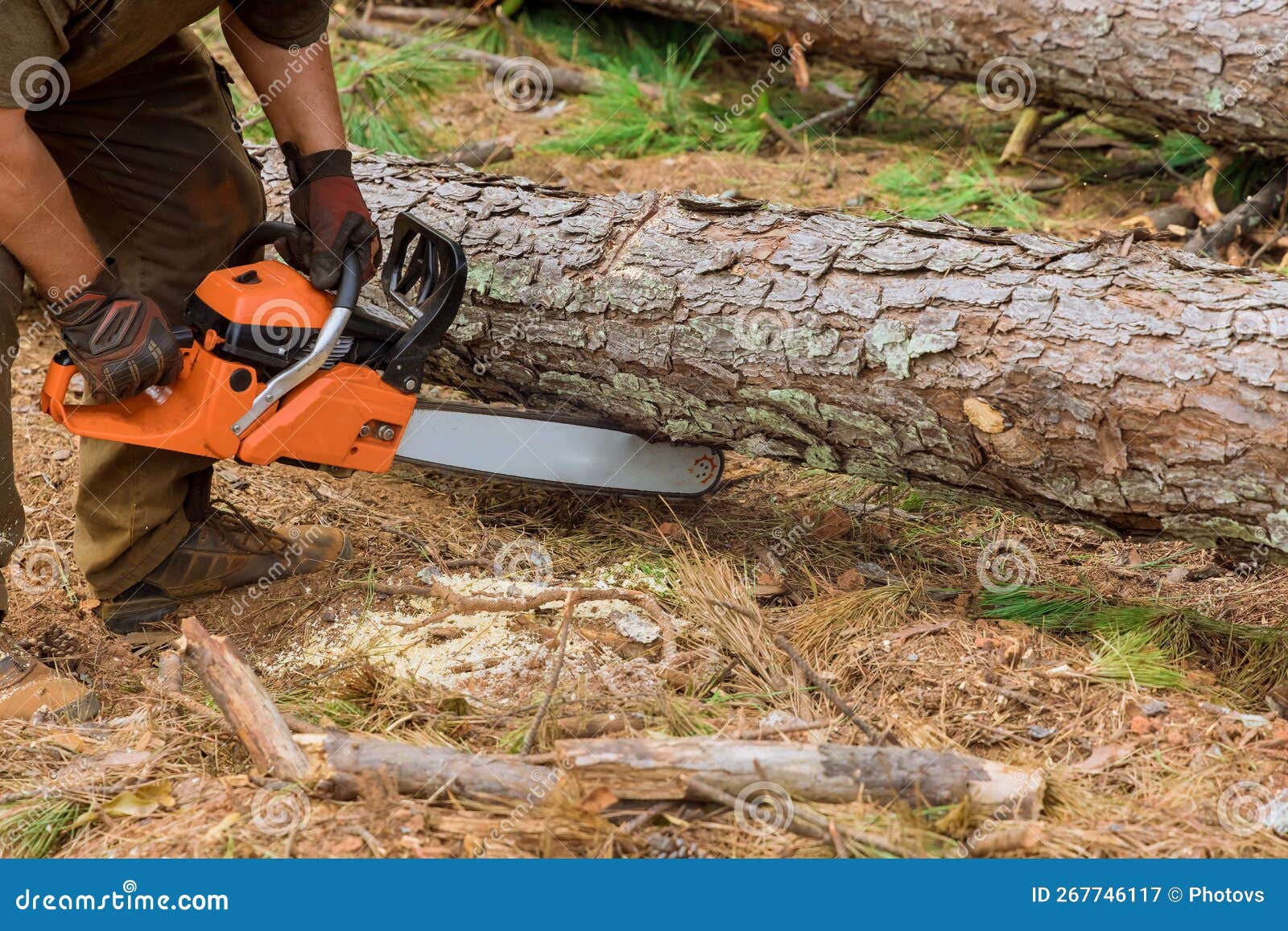 In the Process of Cutting Down Trees, an Employee is Using a Chainsaw ...
