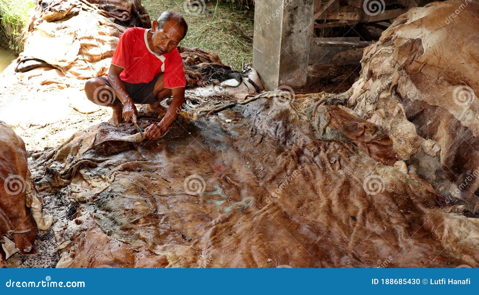 The Process of Cutting Raw Skin before it is Processed for the ...
