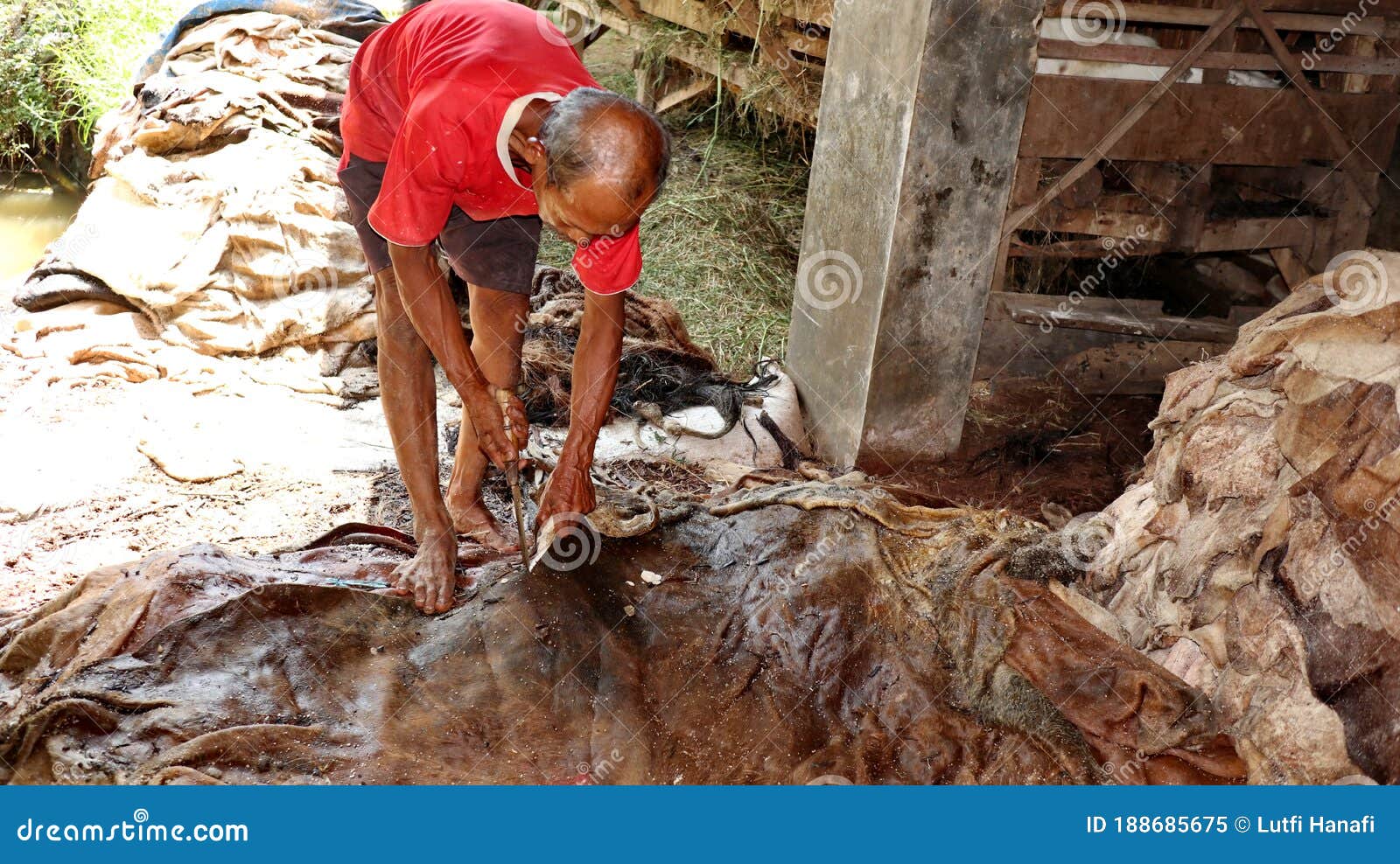 The Process of Cutting Raw Skin before it is Processed for the ...