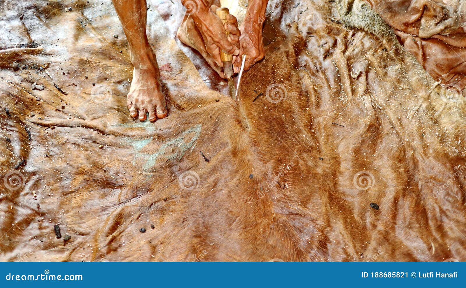 The Process of Cutting Raw Skin before it is Processed for the ...