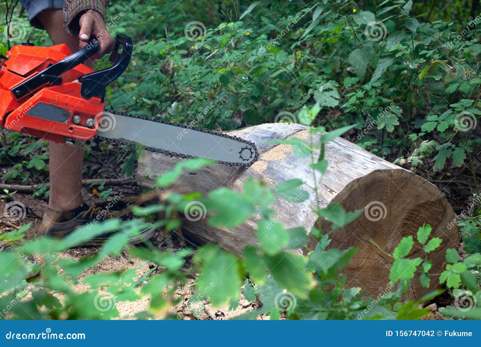 The Process of Cutting Trees with a Chainsaw, a Working Forester Guy is ...