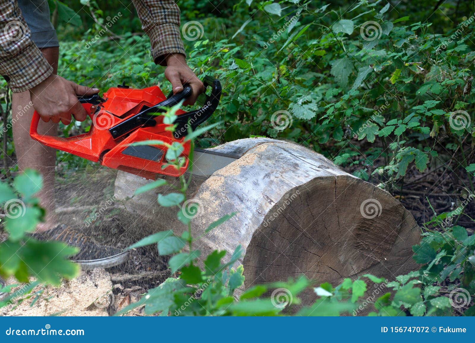 The Process of Cutting Trees with a Chainsaw, a Working Forester Guy is ...