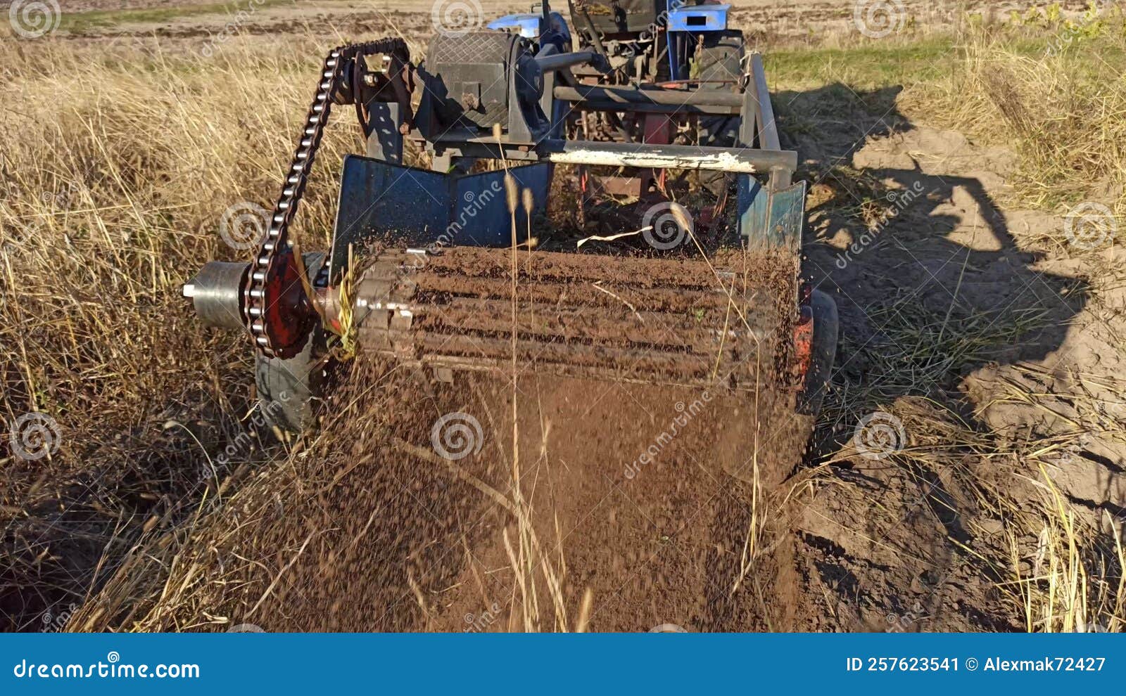 Process of Digging Fresh Organic Potatoes Vegetable in Field on Soil ...