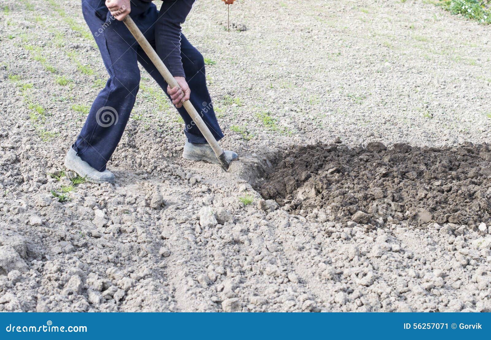The process of digging stock image. Image of fertile - 56257071