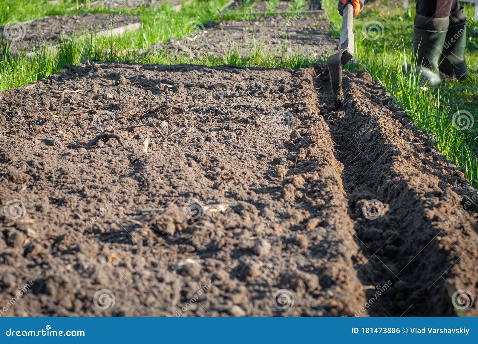 The Process of Digging Trenches in a Bed for Planting Seeds Stock Photo ...