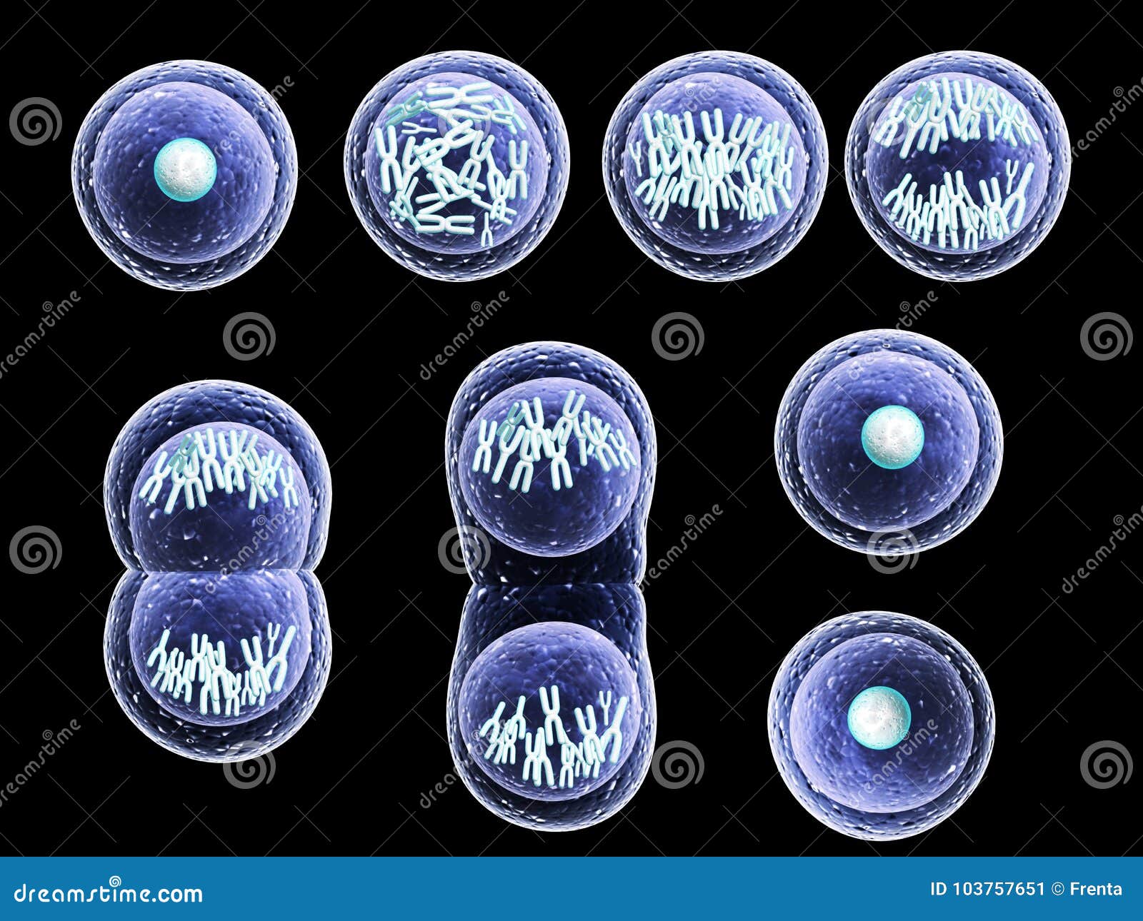 Amitosis Stock Illustrations – 65 Amitosis Stock Illustrations, Vectors ...