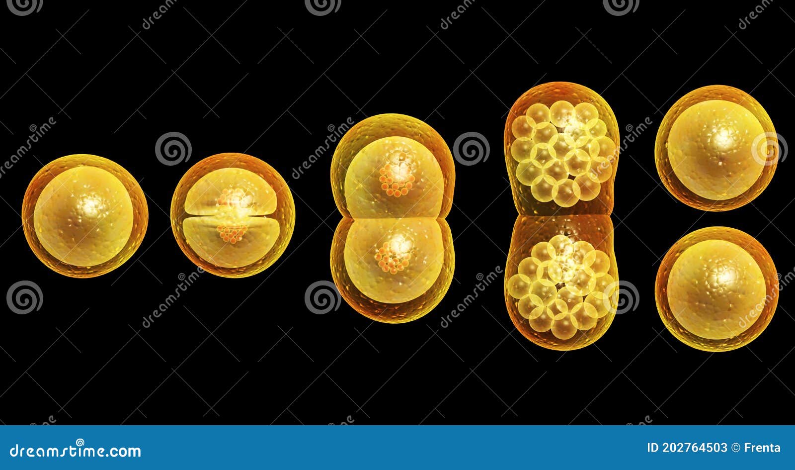 Process division of cell stock illustration. Illustration of isolated ...