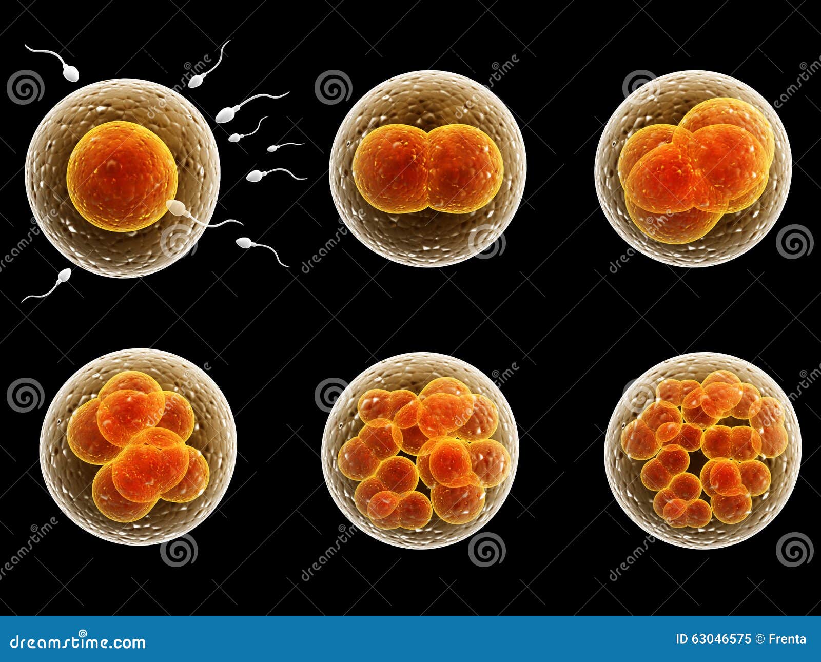 Process Division of Fertilized Cell Stock Illustration - Illustration ...