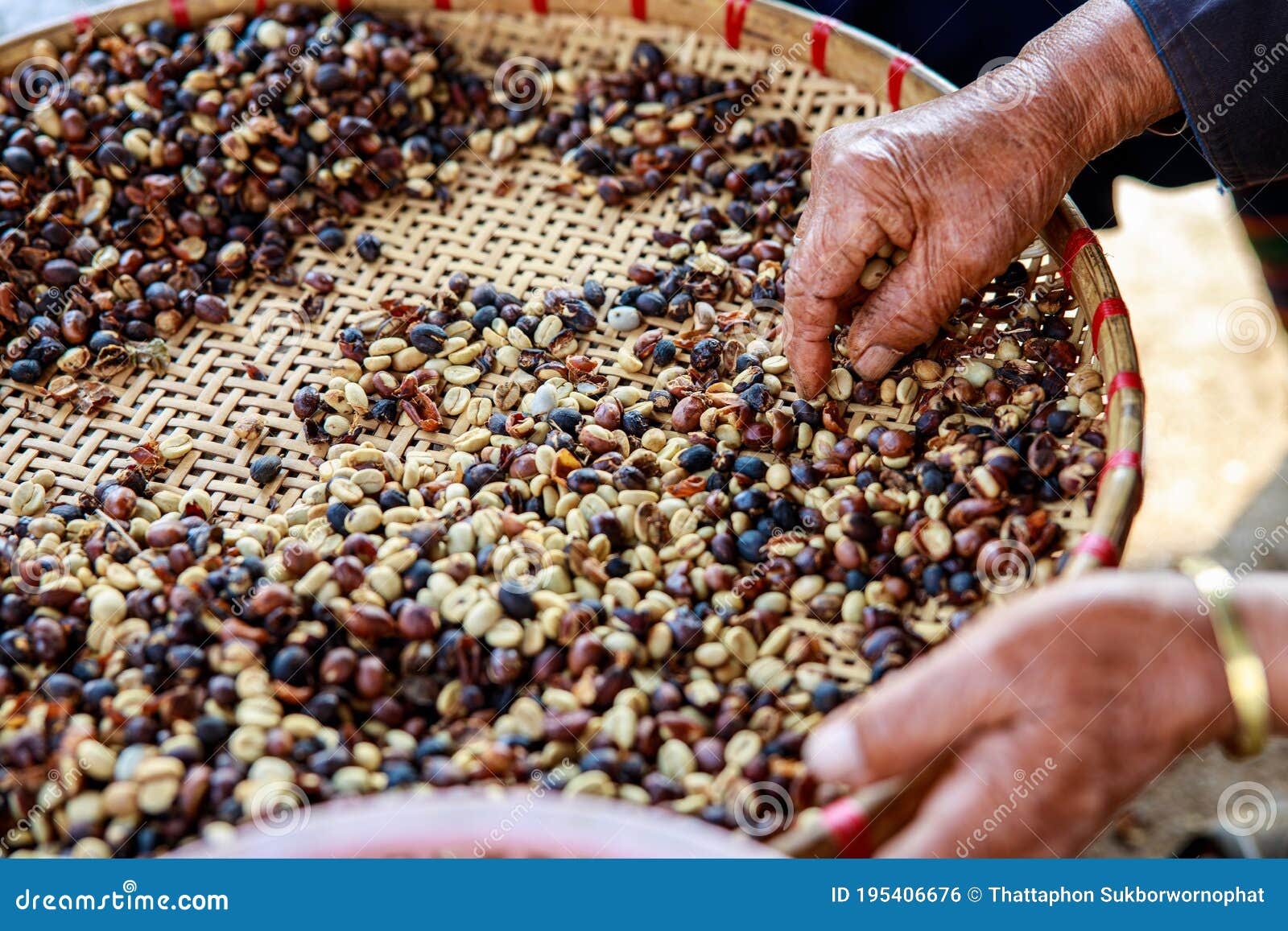 Process Dried Coffee Beans by Hand Farmers Stock Photo - Image of fresh ...