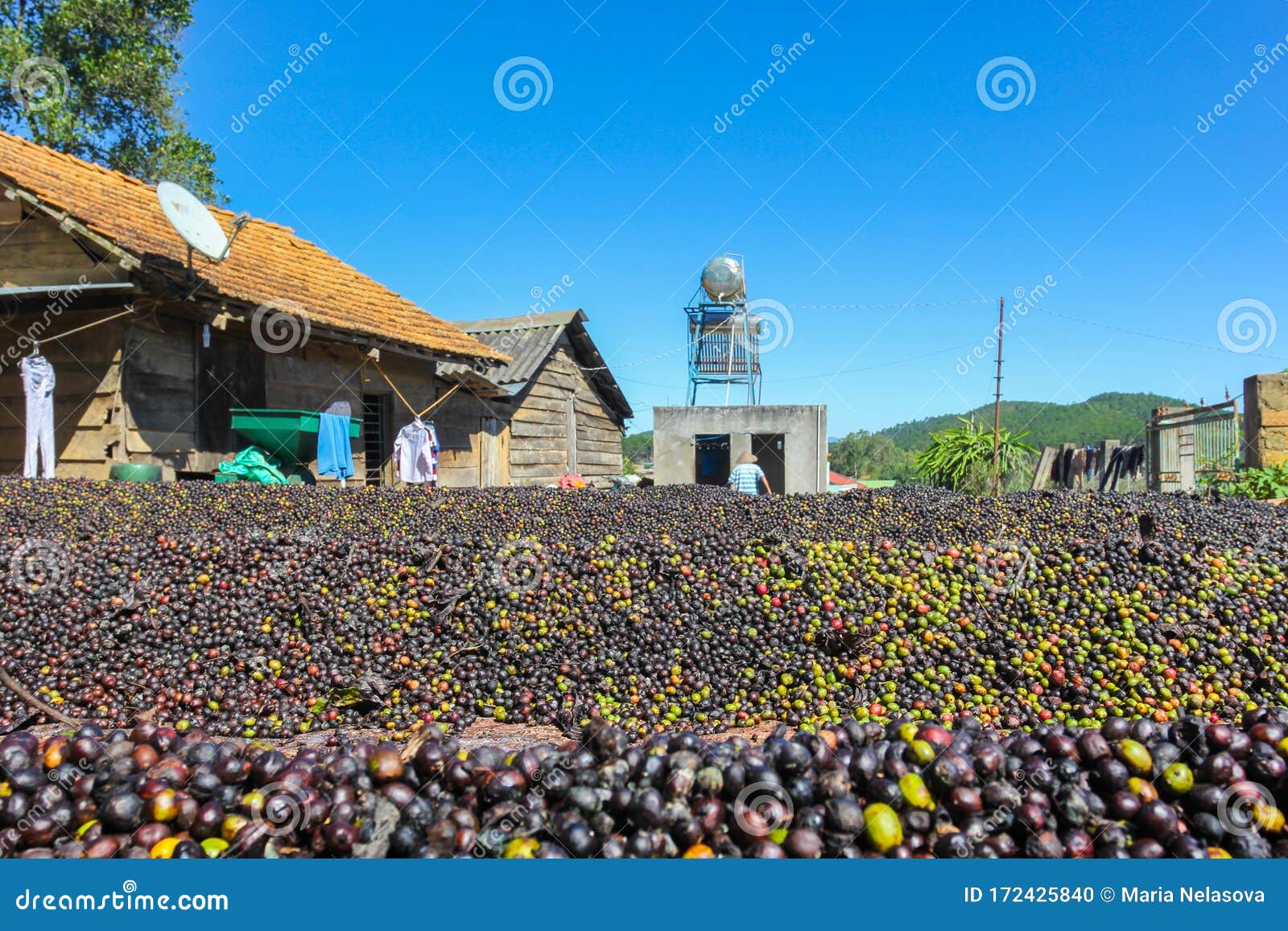 The Process of Drying Coffee Beans Stock Photo - Image of energy ...