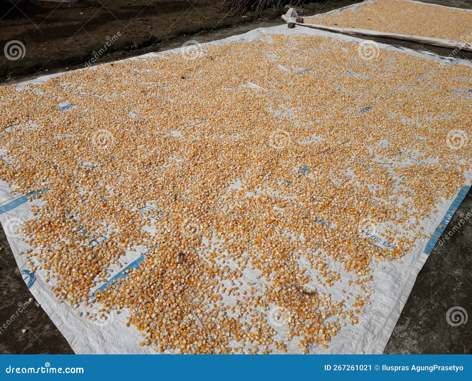 The Process of Drying Corn that Has Been Removed from the Cob Stock ...