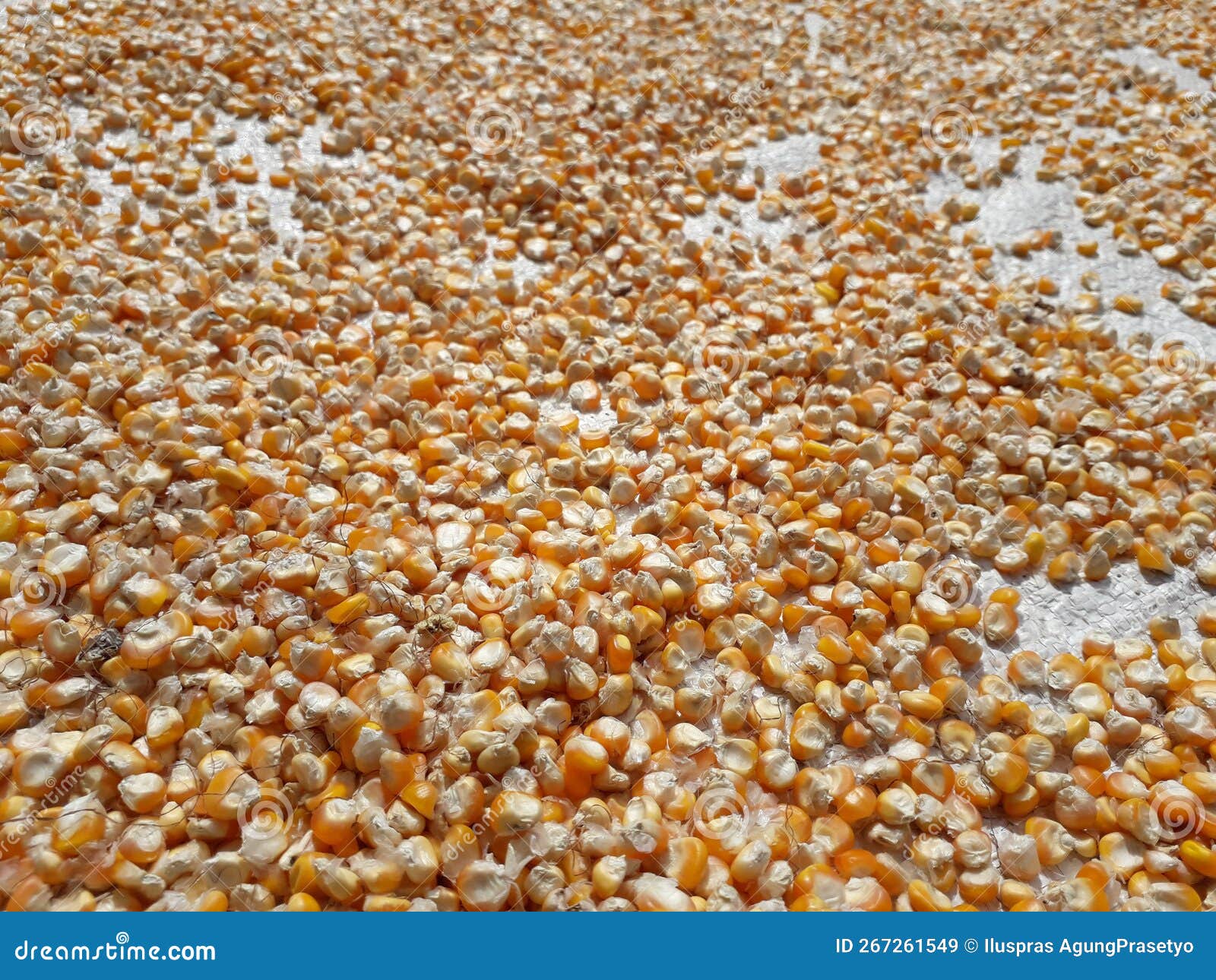 The Process of Drying Corn Under the Sun that Has Been Removed from the ...