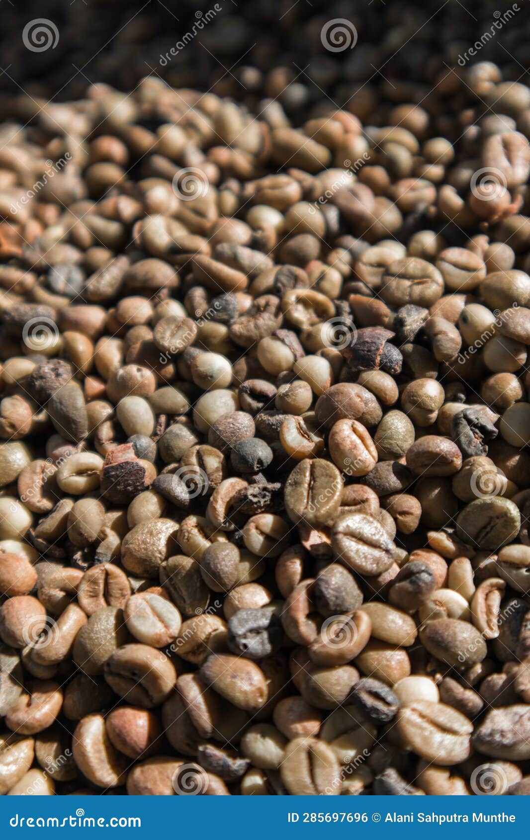 Gayo Arabica Coffee Plantation. Altitude Above Sea Level 1500 Meters ...