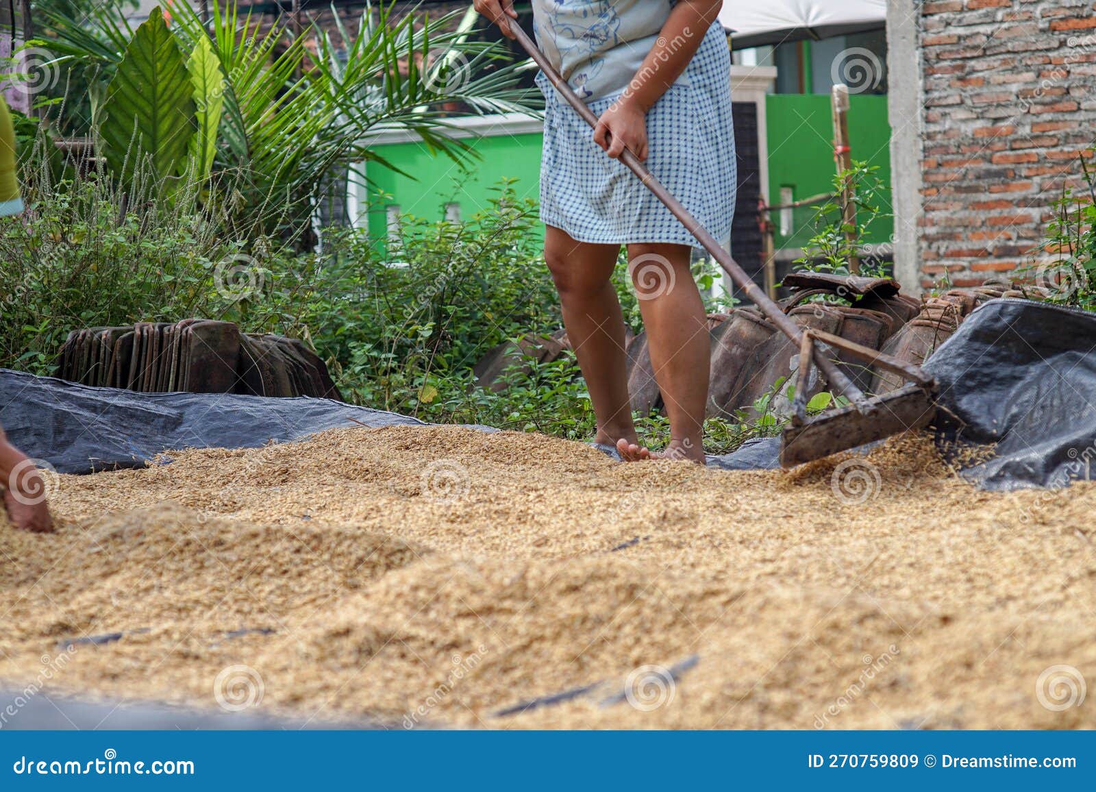 The Process of Drying Newly Harvested Rice Seeds Stock Image - Image of ...