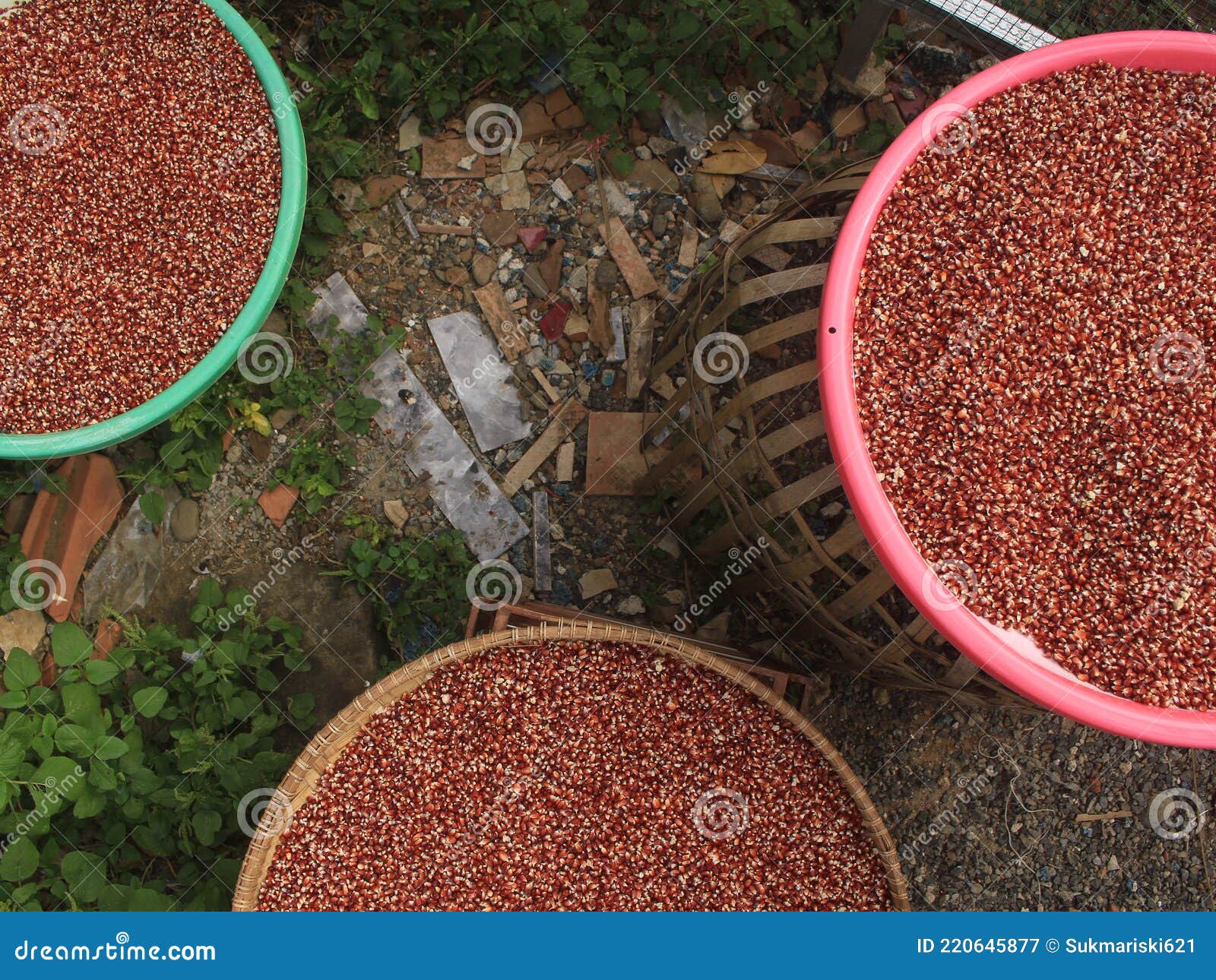 The Process of Drying Red Corn Naturally Stock Image - Image of bean ...