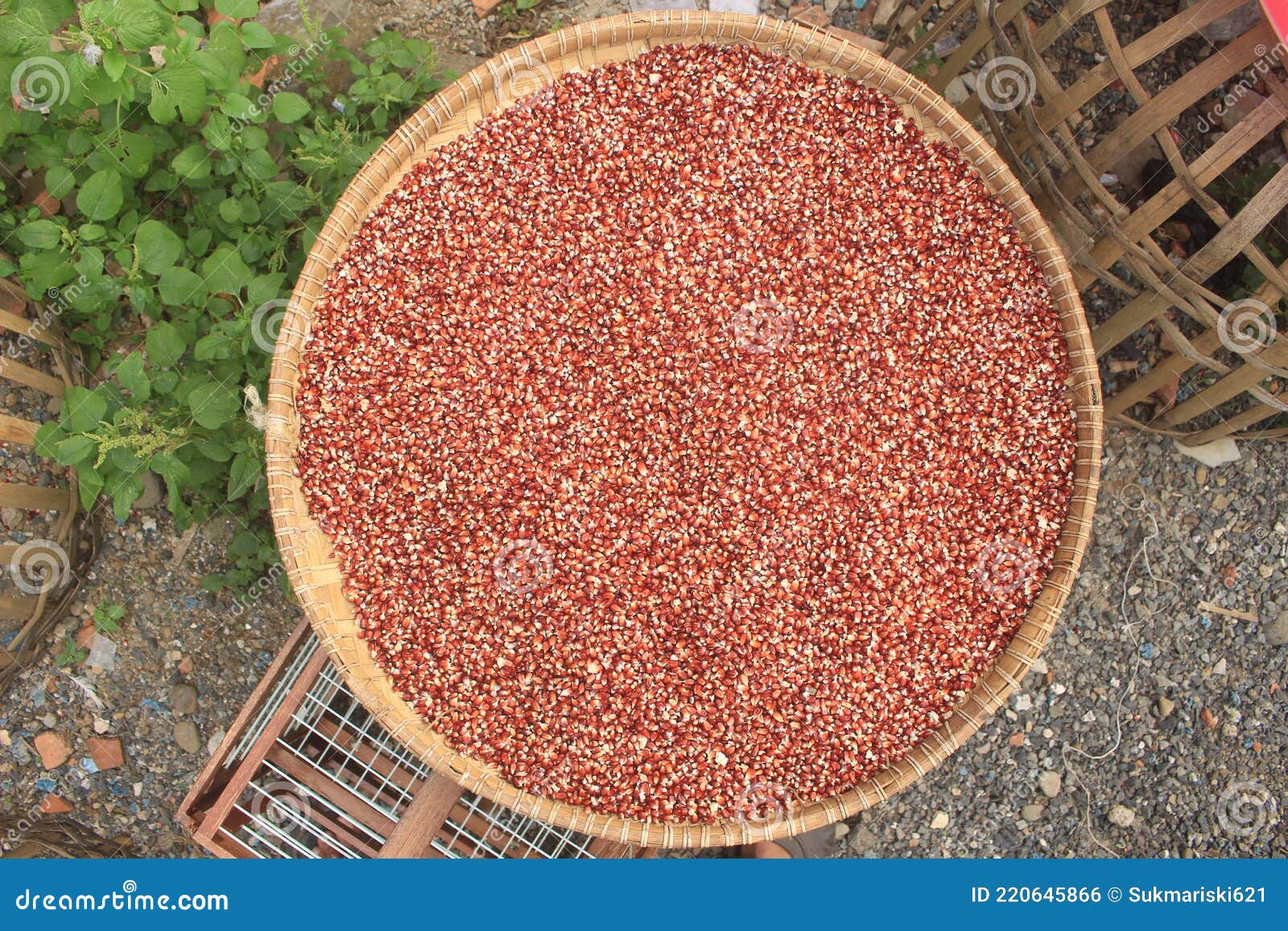 The Process of Drying Red Corn Naturally Stock Photo - Image of object ...