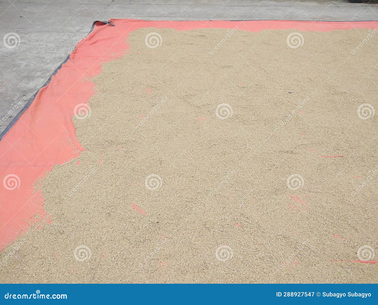 The Process of Drying Rice Grain in the Yard Stock Image - Image of ...