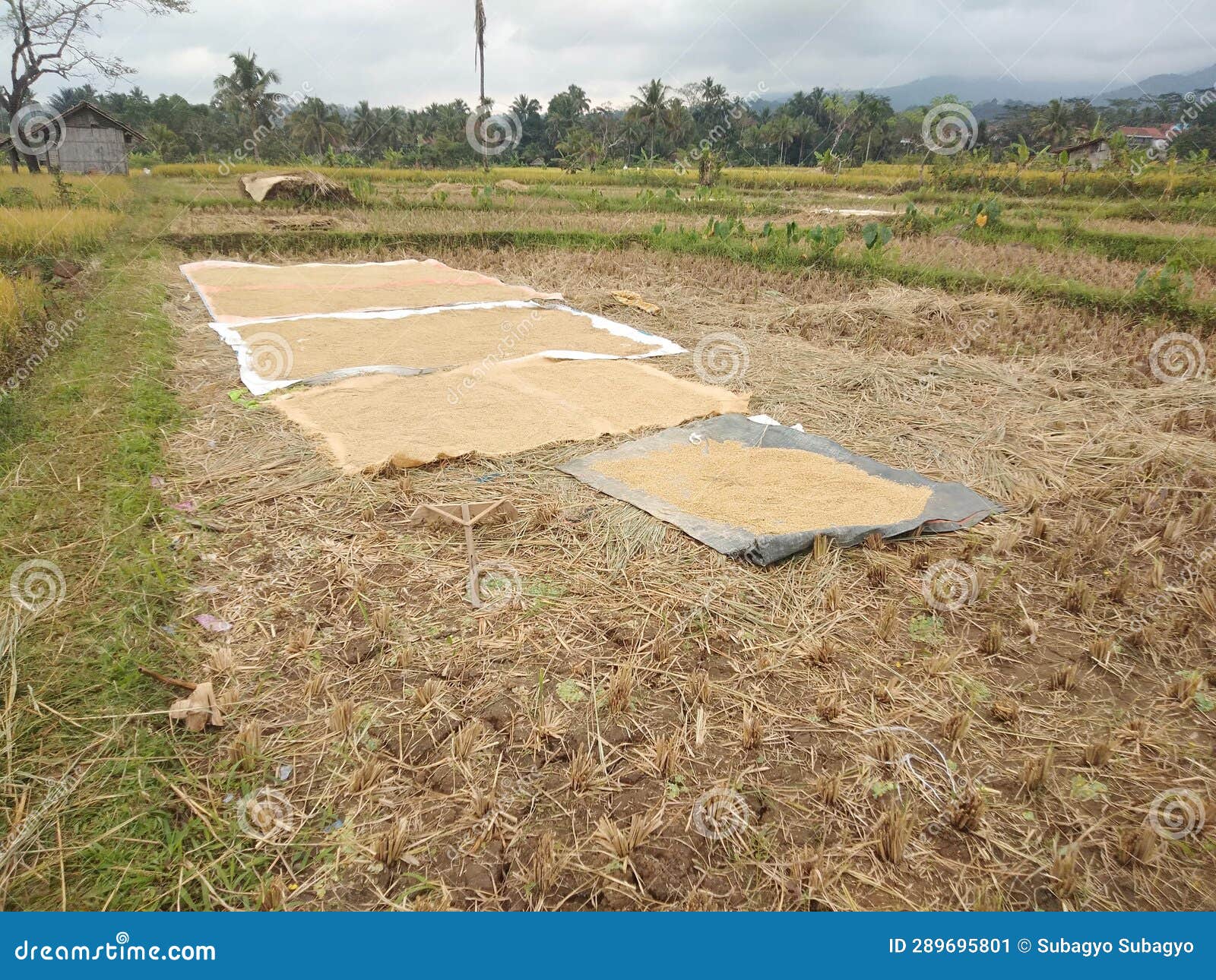 The Process of Drying Rice Grains in Rice Fields that Have Been ...