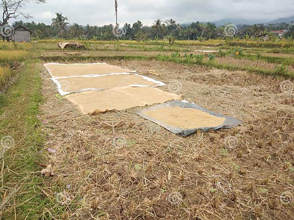 The Process of Drying Rice Grains in Rice Fields that Have Been ...