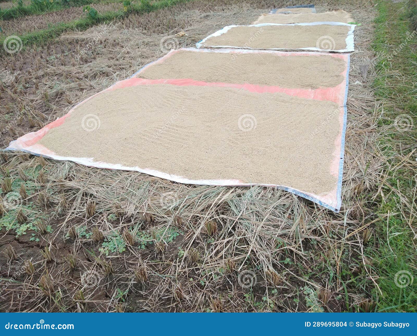 The Process of Drying Rice Grains in Rice Fields that Have Been ...