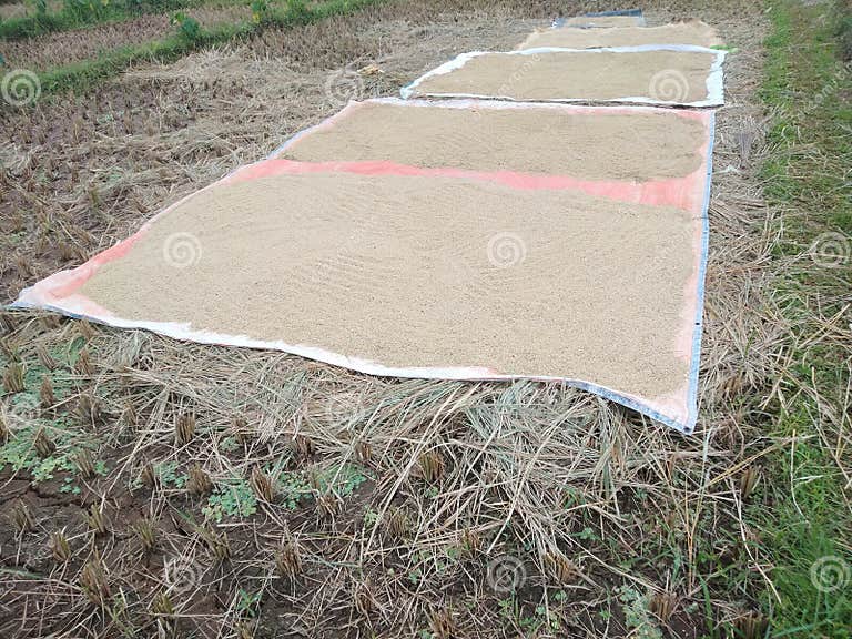 The Process of Drying Rice Grains in Rice Fields that Have Been ...