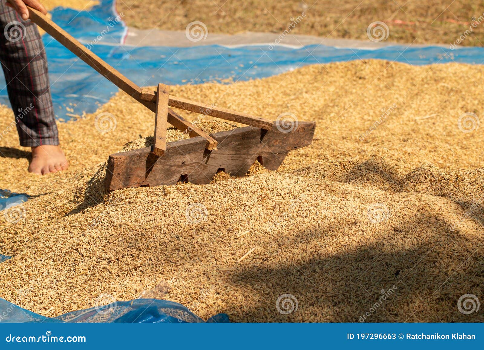 Process Drying Rice Seed Outdoor Sun Light Stock Image - Image of group ...