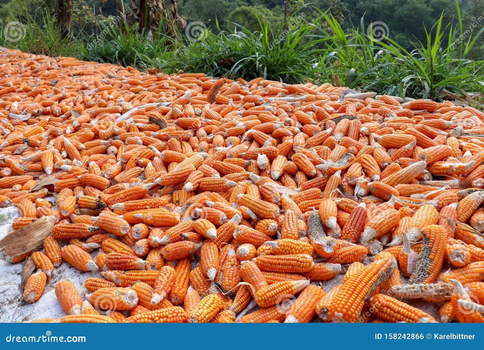 Process of Drying Ripe Hung Up Corn Outside Rural House in Mountain in ...