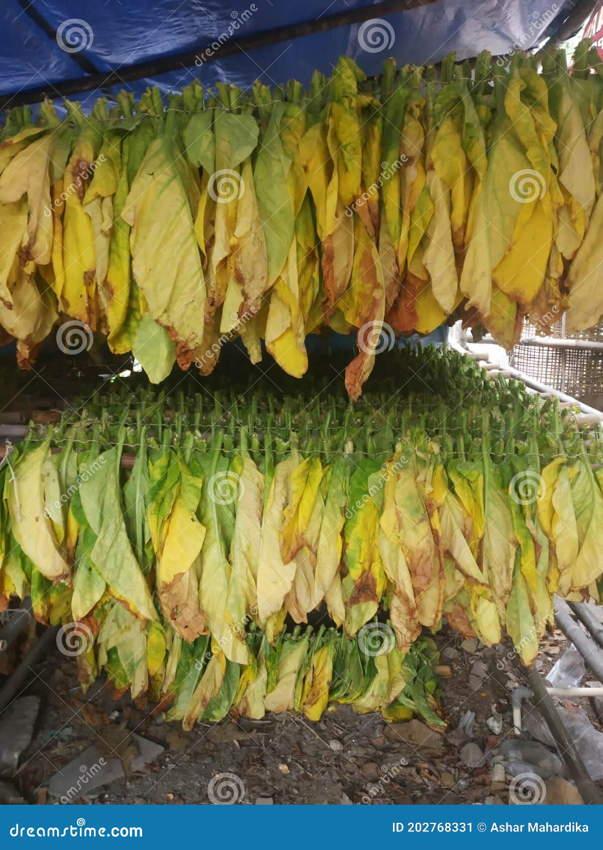 The Process of Drying Tobacco Leaves Stock Image - Image of process ...