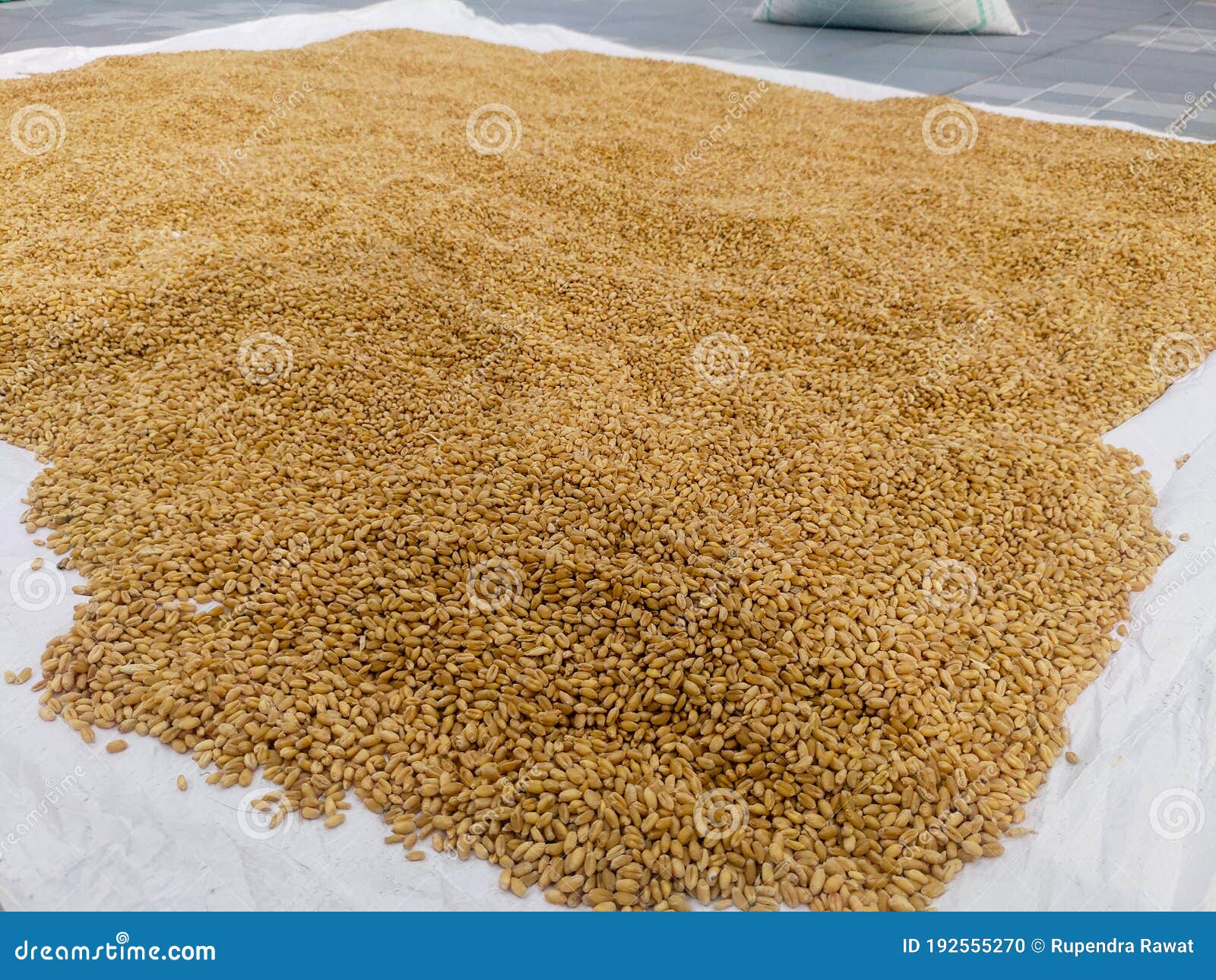 Process of Drying Wheat Seeds in Direct Sunlight before Grinding into ...