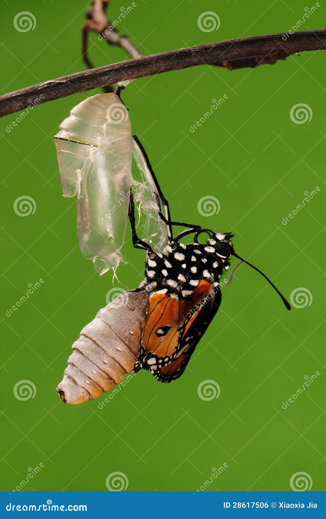 The Process Of Eclosion(1/13 ) The Butterfly Try To Drill Out Of Cocoon ... The Process Of Eclosion(1/13 ) The Butterfly Try To Drill Out Of Cocoon ...