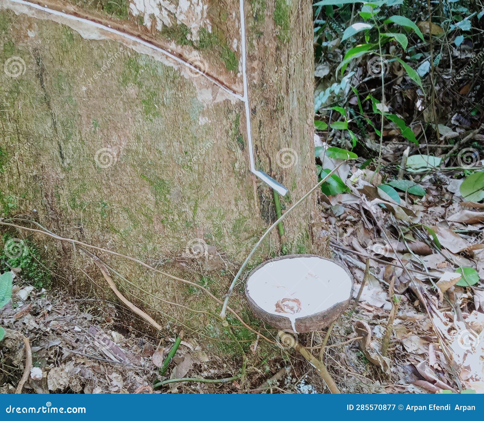 The Process of Extracting Rubber Latex from Trees. Stock Image - Image ...