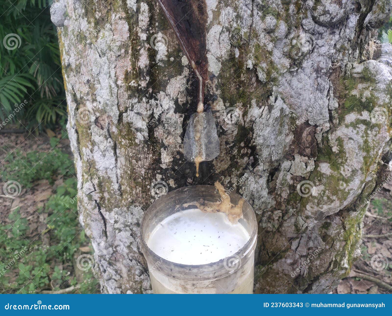 The Process of Extracting Rubber Sap from Trees Stock Image - Image of ...