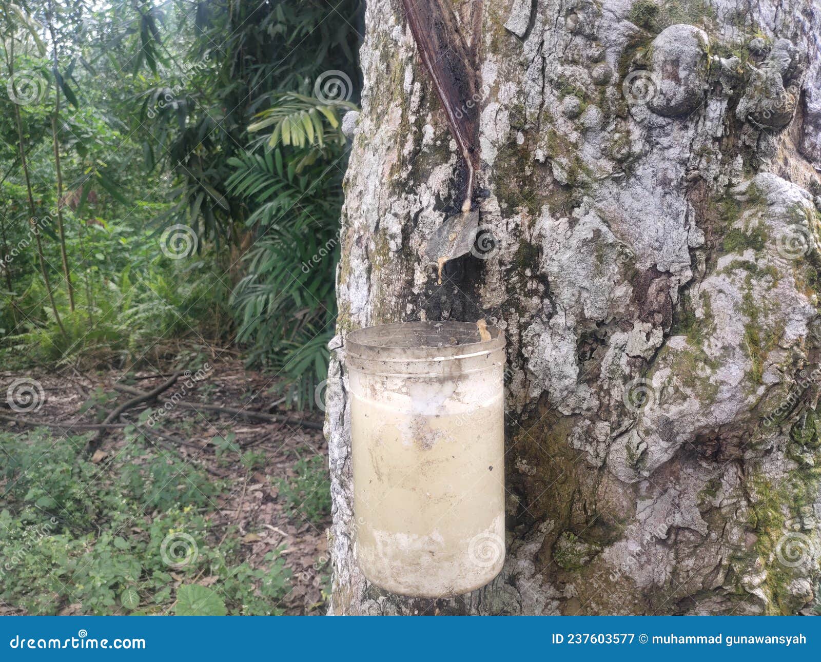 The Process of Extracting Rubber Sap from Trees Stock Image - Image of ...