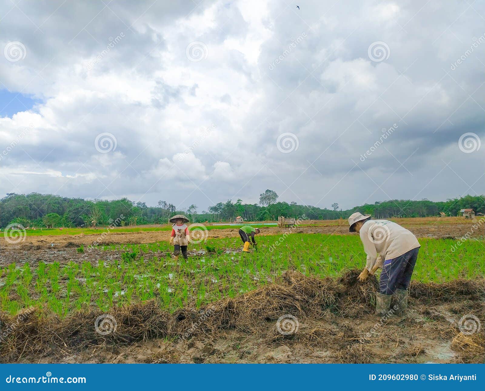 The Process of Farming Using Traditional Methods Editorial Image ...