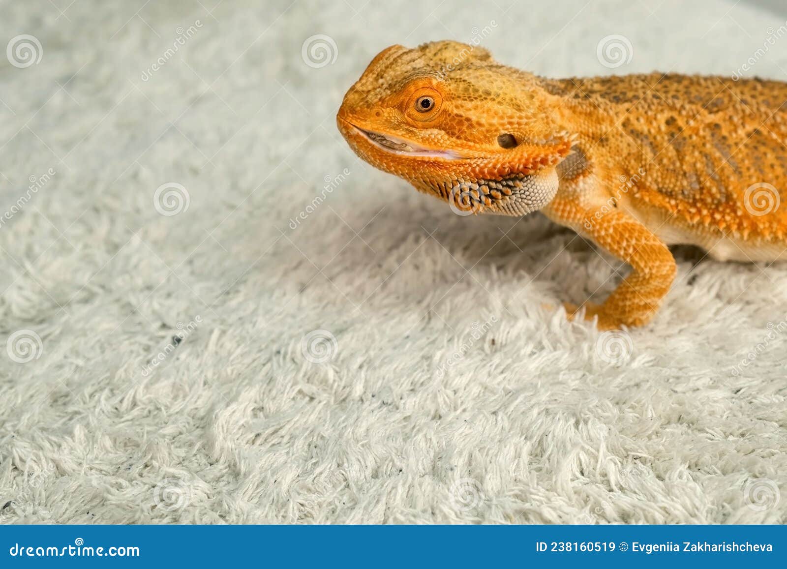 Process of Feeding Bearded Agama Dragon with Cockroach, he is Eating ...