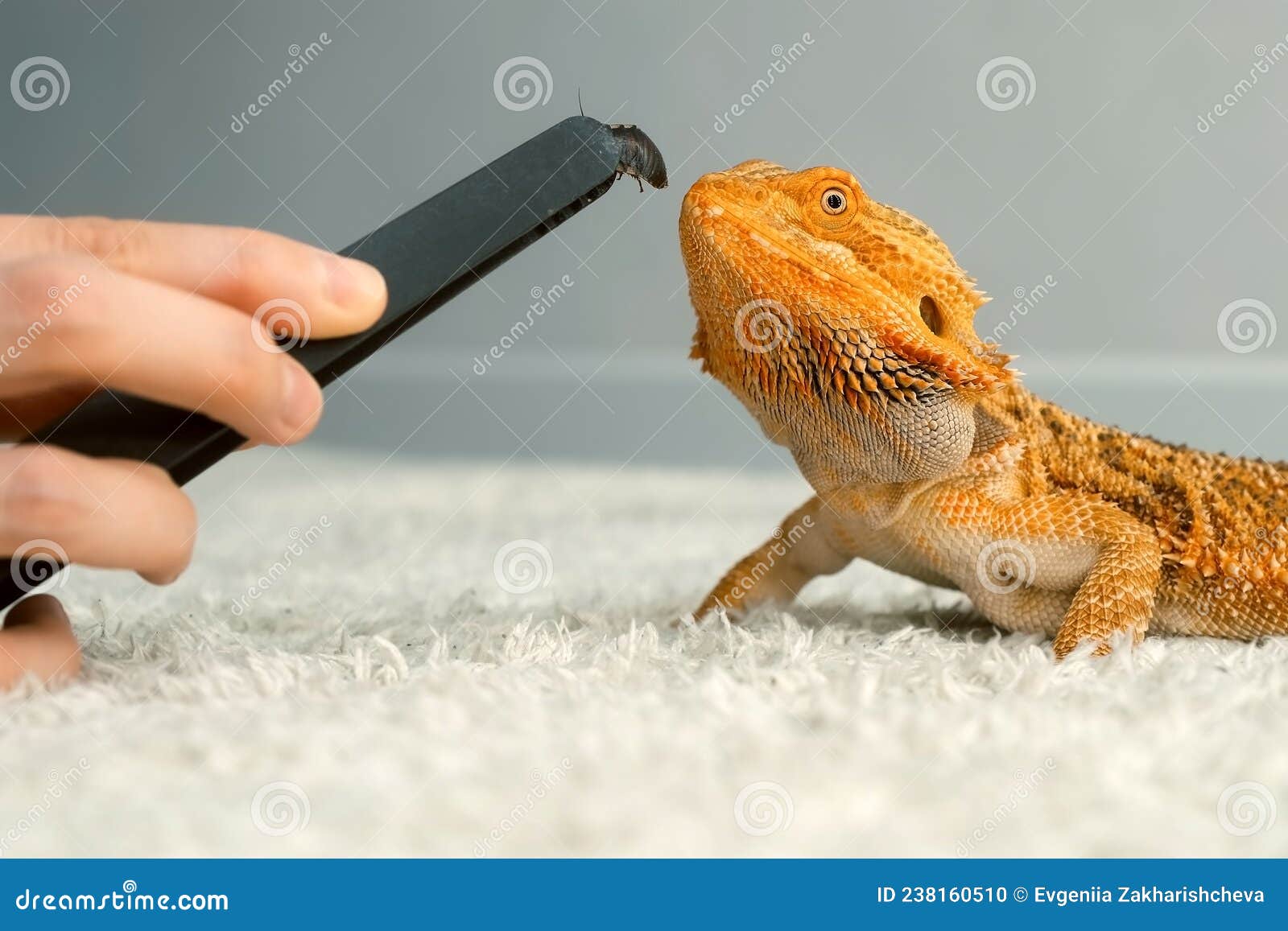 Process of Feeding Bearded Agama Dragon with Insect Cockroach at Home ...