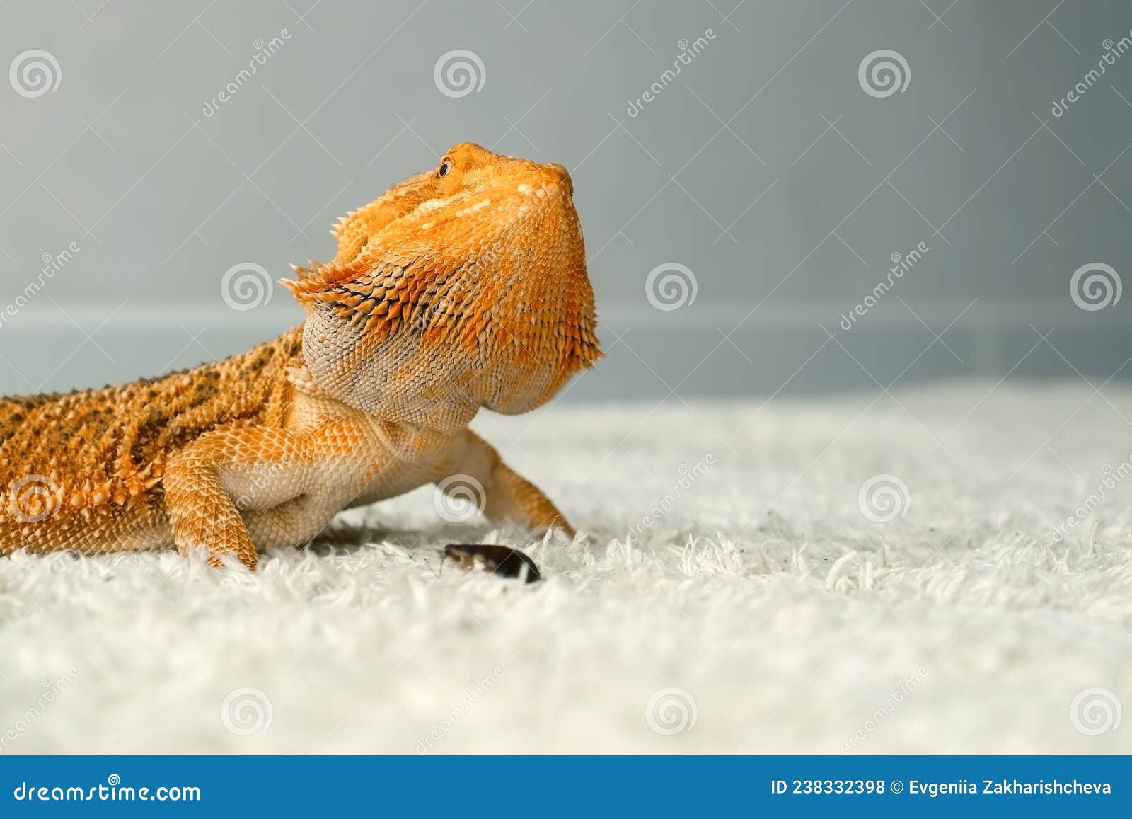 Process of Feeding Bearded Agama Dragon with Insect Cockroach at Home ...