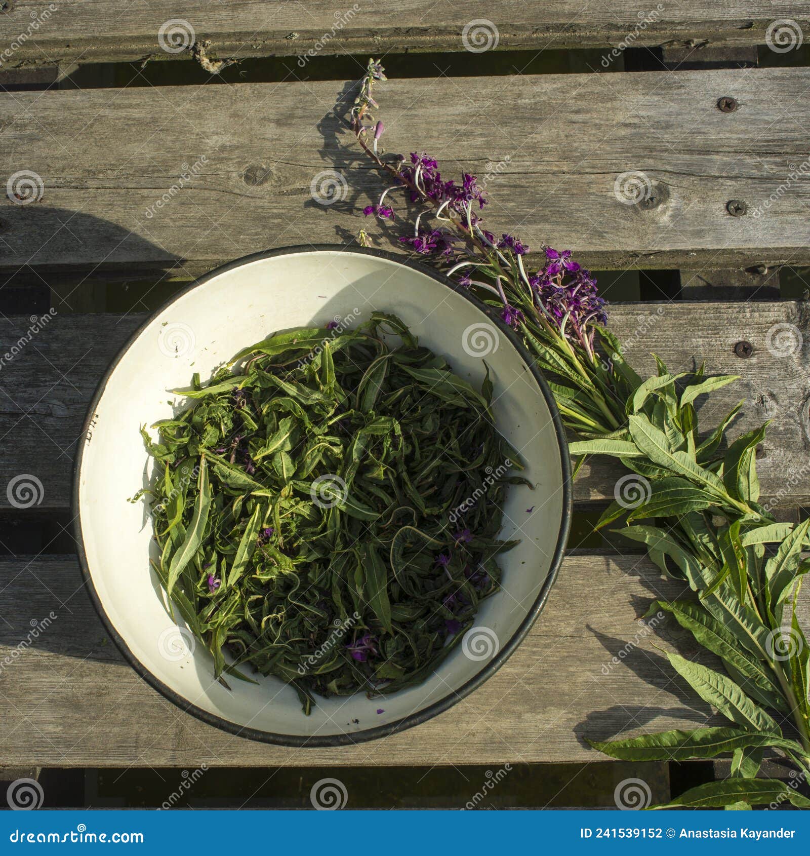 Process of Fermentation of Tea. Manual Processing Ivan Tea Fermentation ...