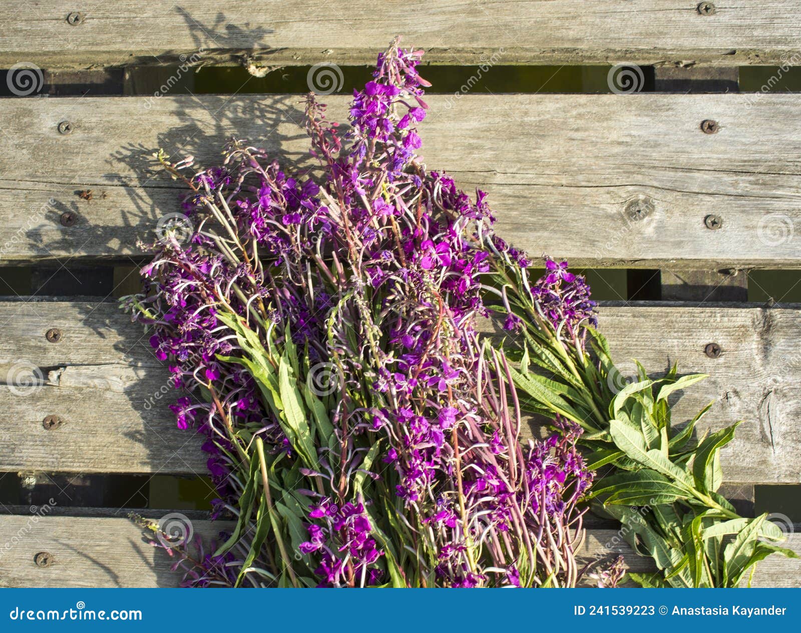 Process of Fermentation of Tea. Manual Processing Ivan Tea Fermentation ...