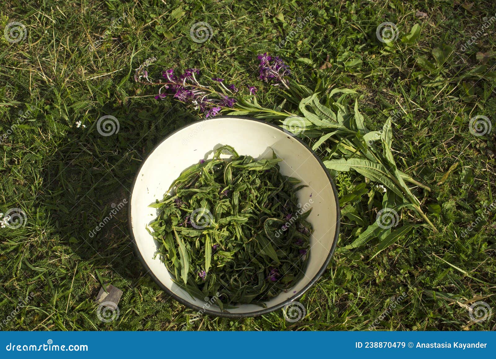 Process of Fermentation of Tea. Manual Processing Ivan Tea Fermentation ...