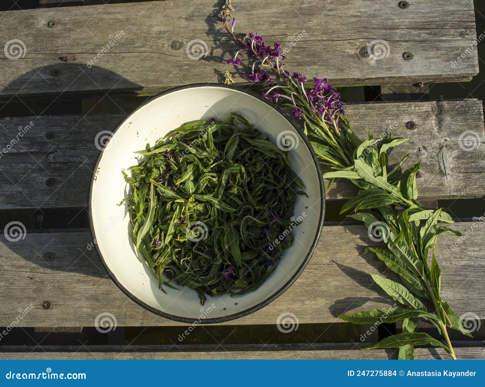 Process of Fermentation of Tea. Manual Processing Ivan Tea Fermentation ...